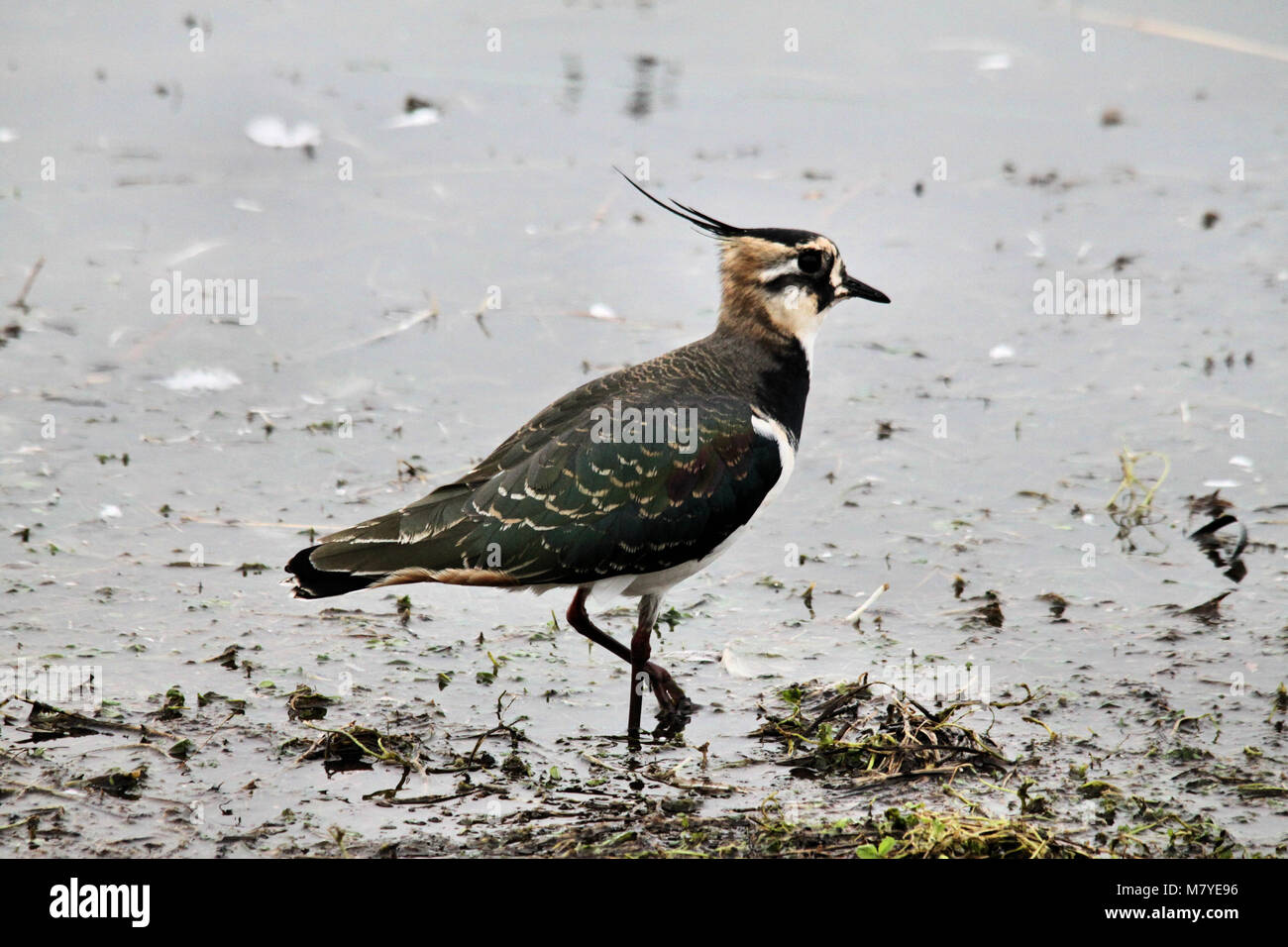 A picture of a Lapwing Stock Photo - Alamy