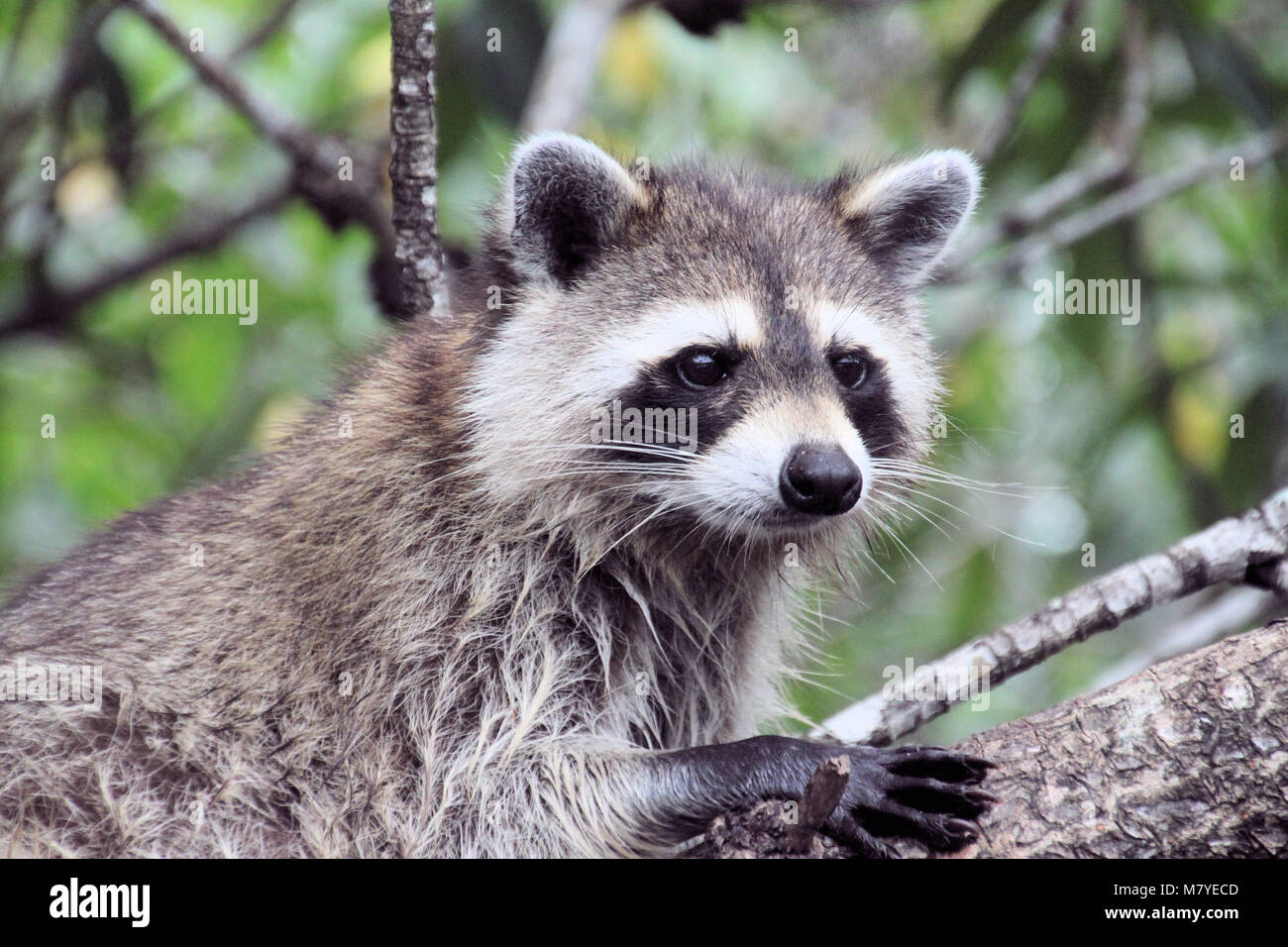 A Racoon in the everglades Stock Photo - Alamy