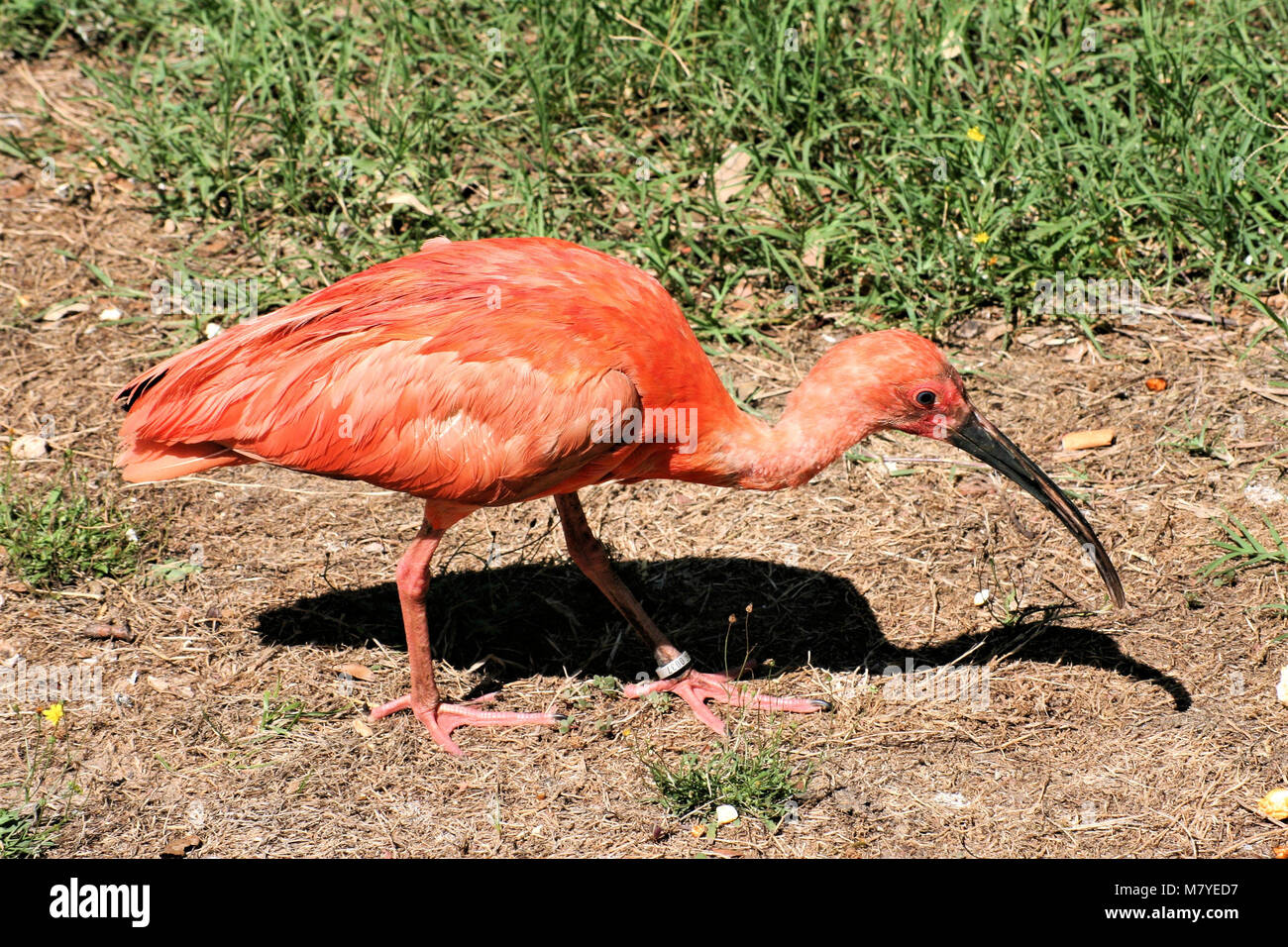 A Scarlet Ibis in Florida Stock Photo - Alamy