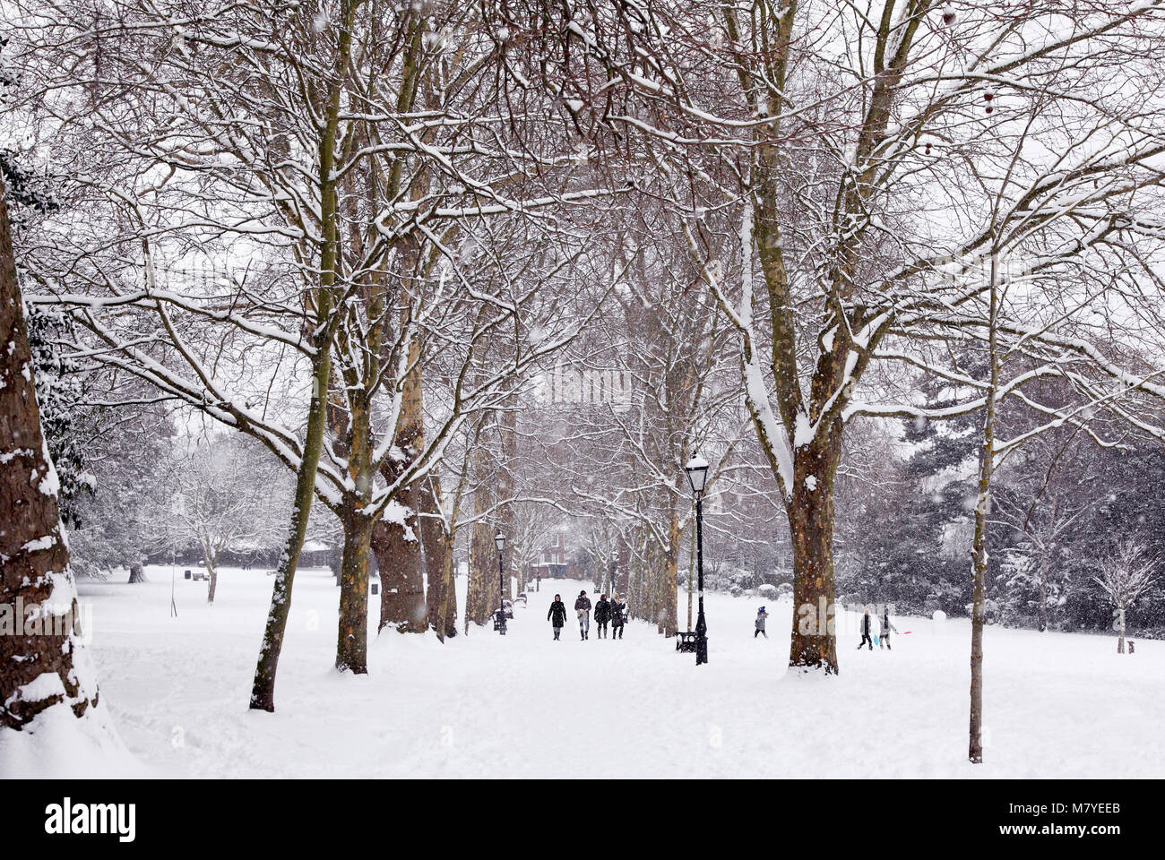 London plane tree london hi-res stock photography and images - Alamy