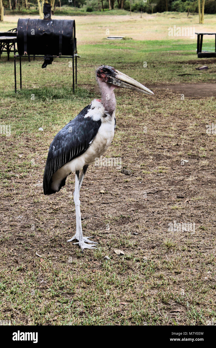 Grey Stork High Resolution Stock Photography and Images - Alamy