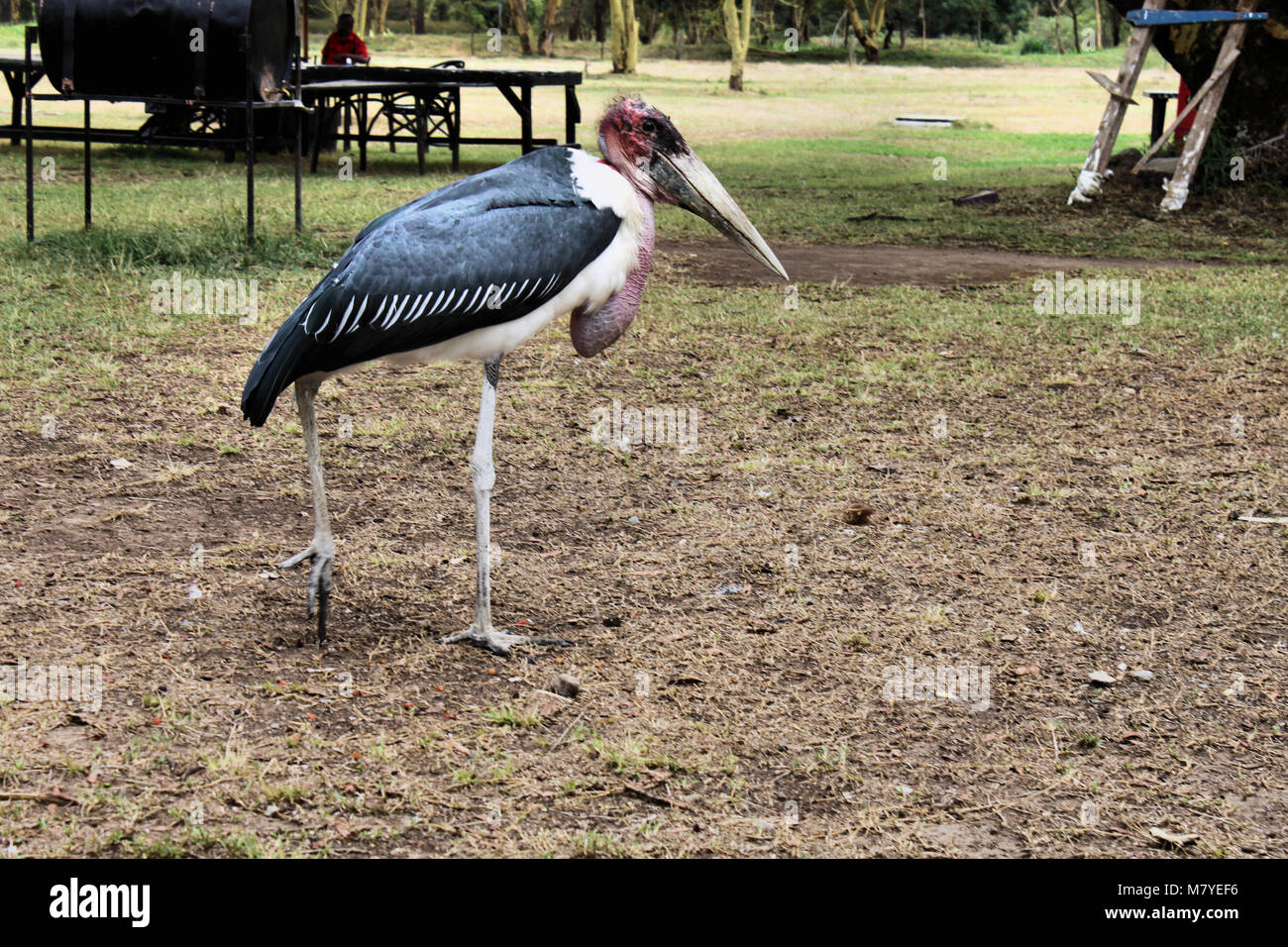 Gray Stork High Resolution Stock Photography and Images - Alamy