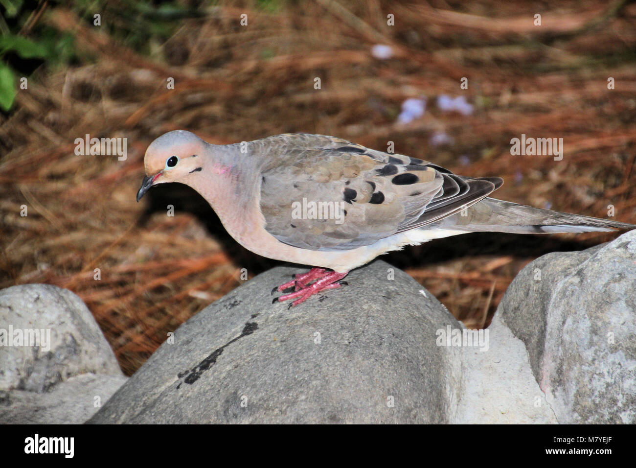 A Turtle Dove in Florida Stock Photo - Alamy