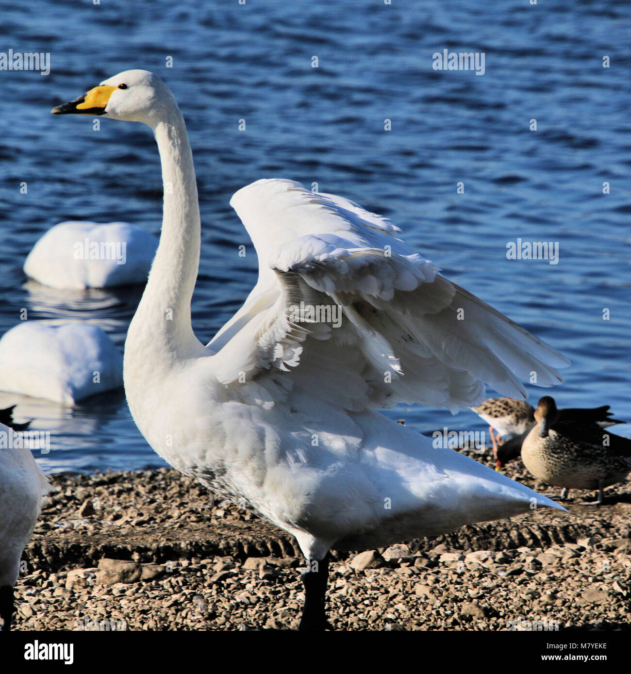 Whooper swan baby hi-res stock photography and images - Alamy