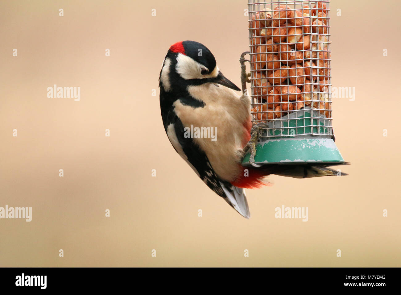 A Great Spotted Woodpecker eating from a feeder Stock Photo - Alamy