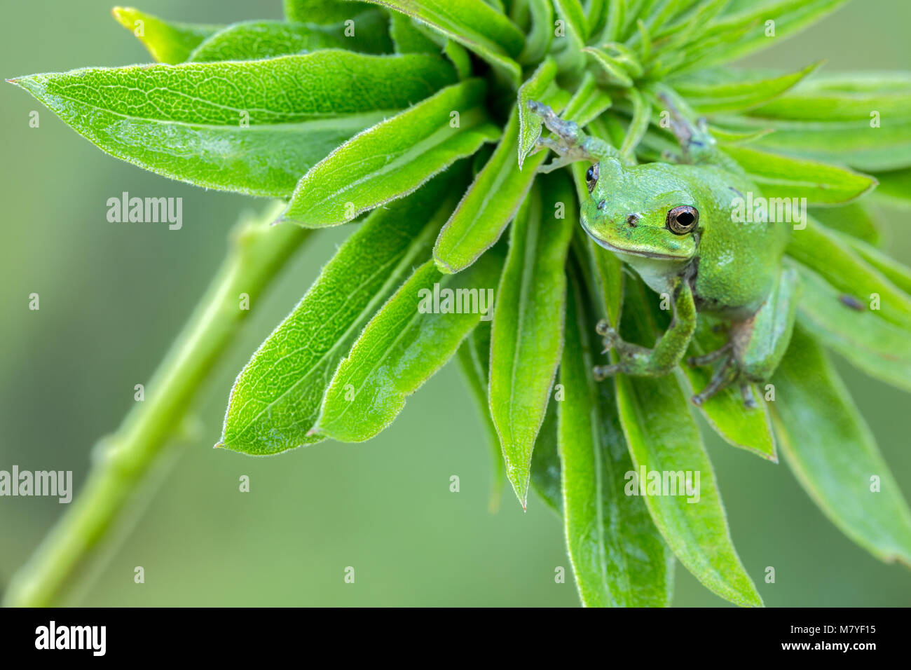 Green tree frog on green plant Stock Photo - Alamy