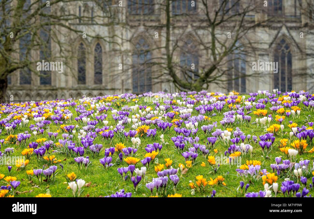 Colourful crocus flowers on a mound of grass with gothic windows of ...