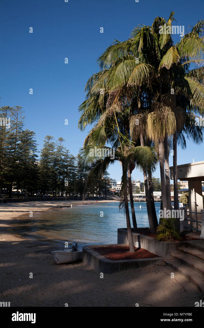 Manly beach sydney trees hi-res stock photography and images - Alamy