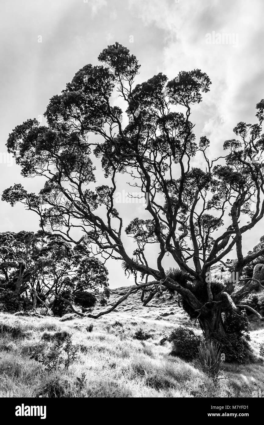 New Zealand Mysterious Tree Stock Photo - Alamy