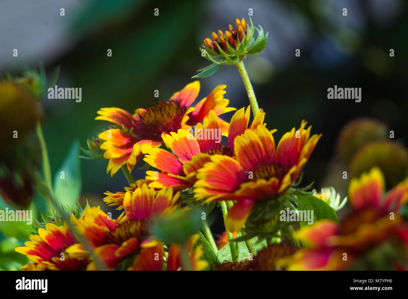 Red and yellow colorful flowers Gailardia in garden, pollination by ...