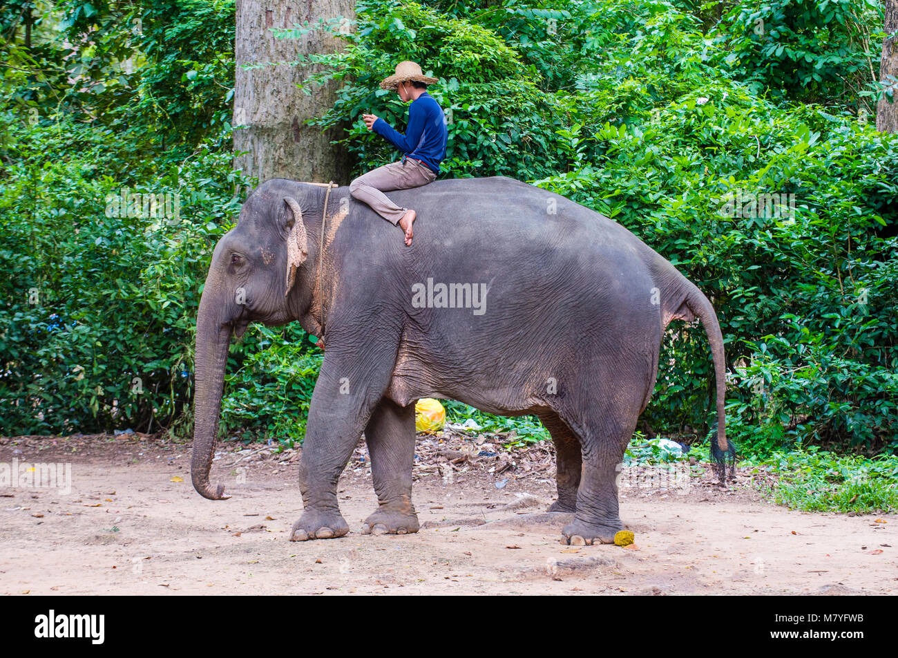 Cambodian man riding an Elephant at the Angkor Thom in Siem Reap ...