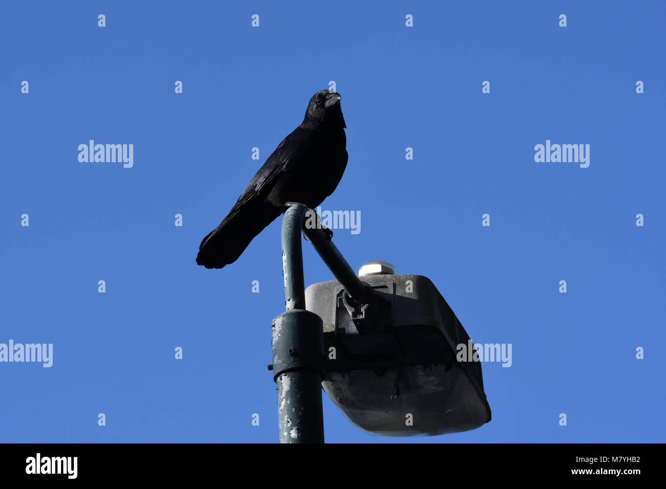 Crow on street light hi-res stock photography and images - Alamy