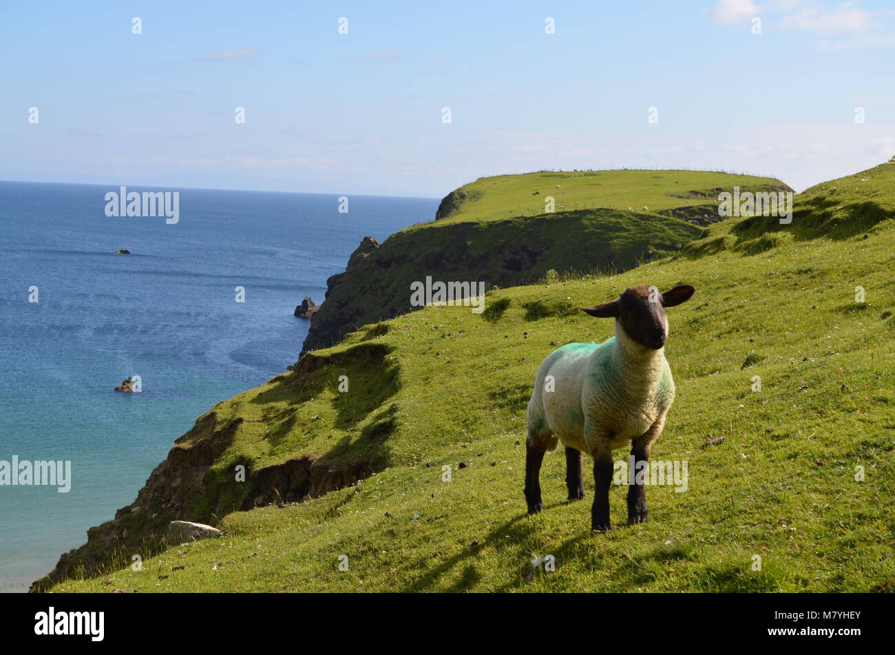 Sheep on a Cliff Stock Photo - Alamy