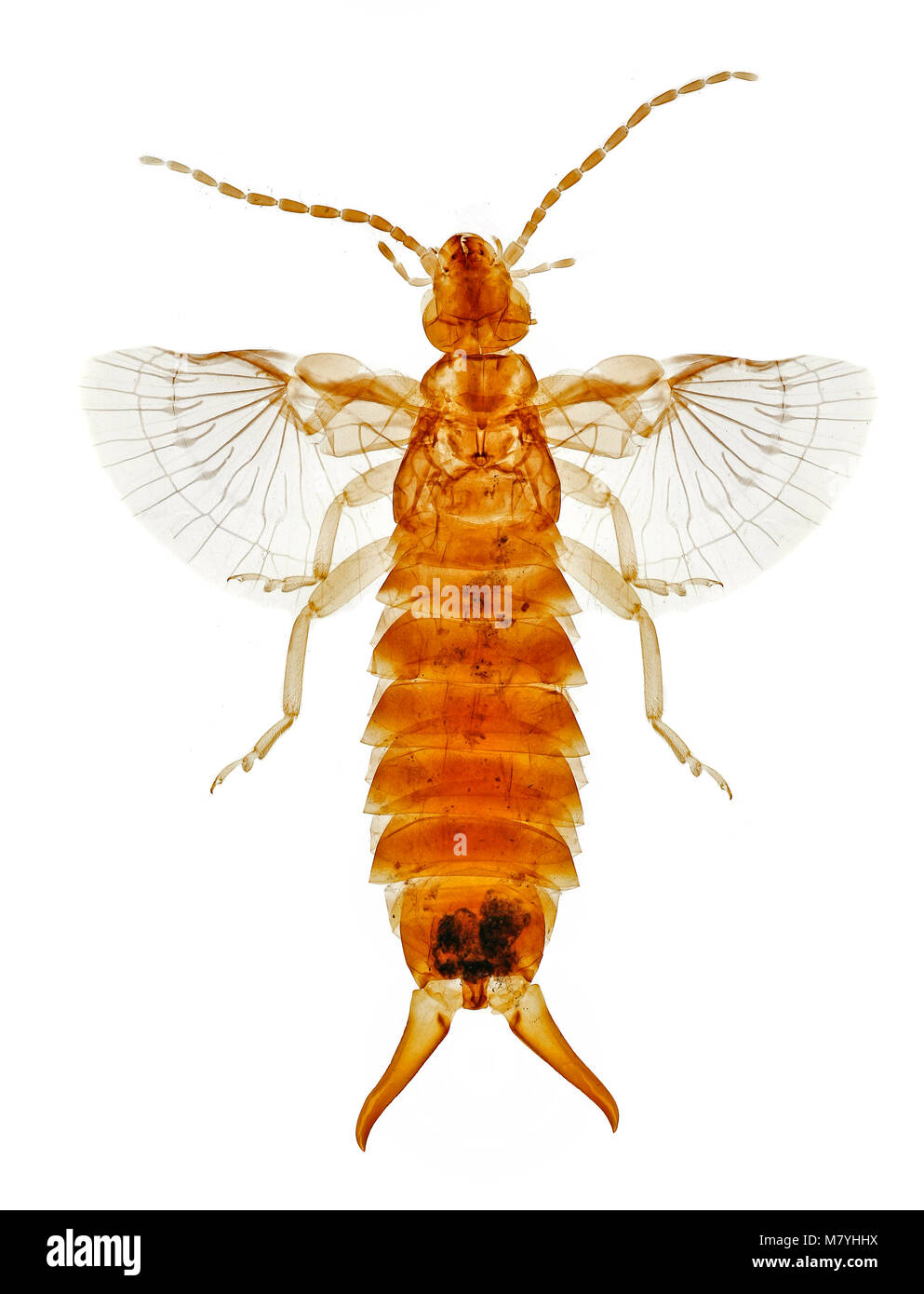 Common earwig forficula auricularia hi-res stock photography and images ...