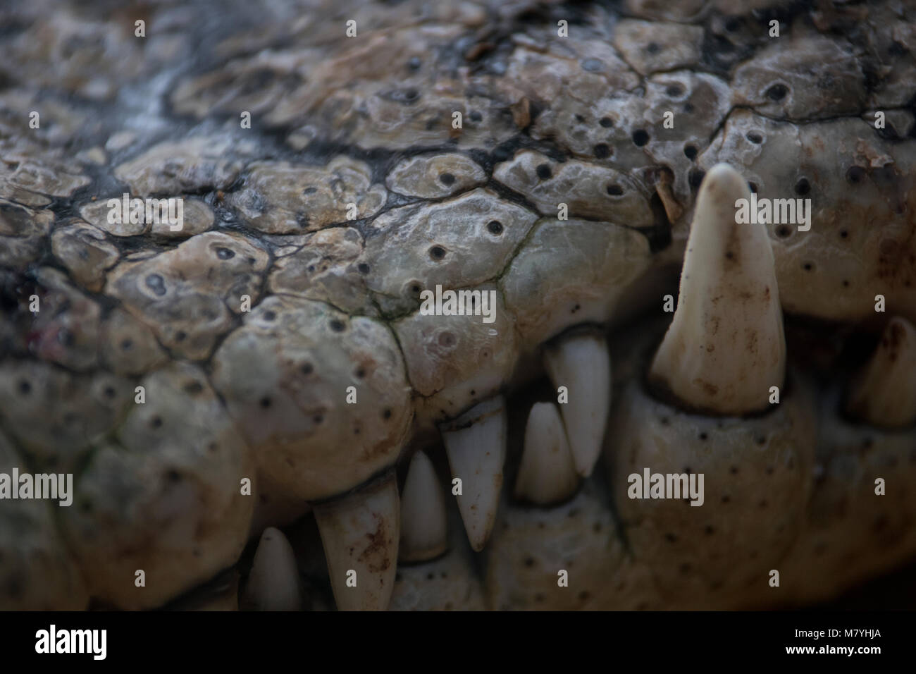 Detail of the fangs of a nile crocodile Stock Photo - Alamy