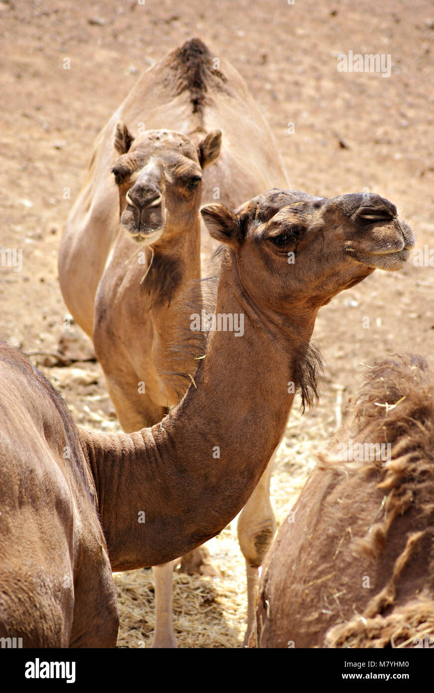 Camello dromedario desierto arena arena hi-res stock photography and ...