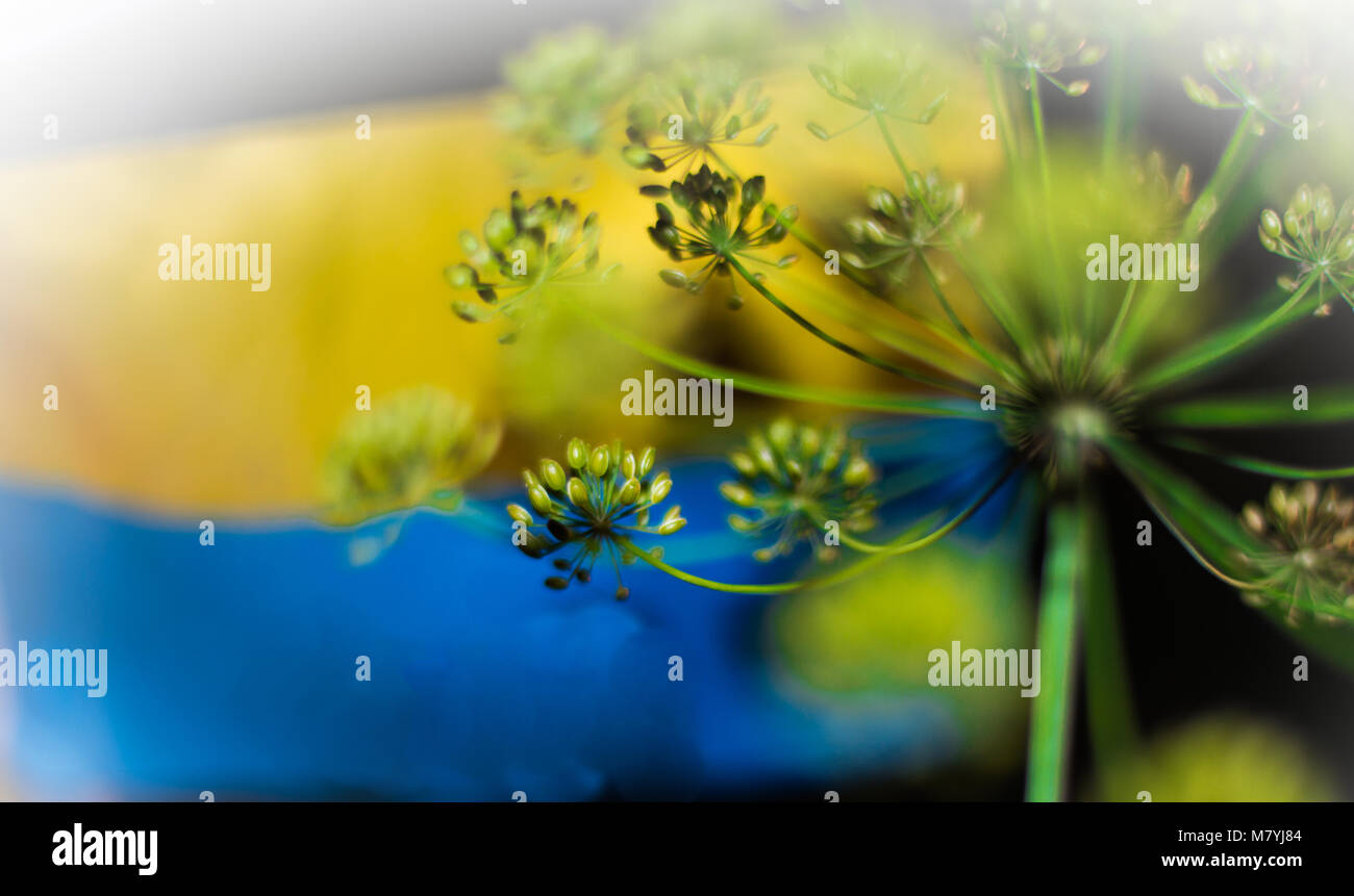 A stem of dill (sounds as "ukrop" in Russian), with the flag of Ukraine ...