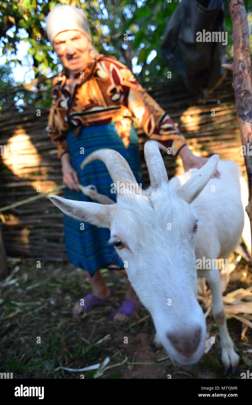 Goat Herding High Resolution Stock Photography and Images - Alamy
