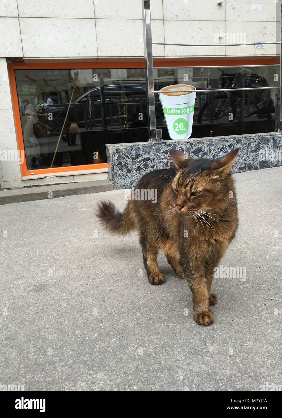 A cat, walking near the window of coffee shop Stock Photo - Alamy