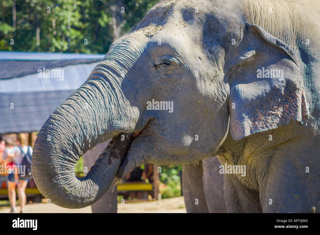 Close up of elephant s head with his trunk inside of the mouth in the ...