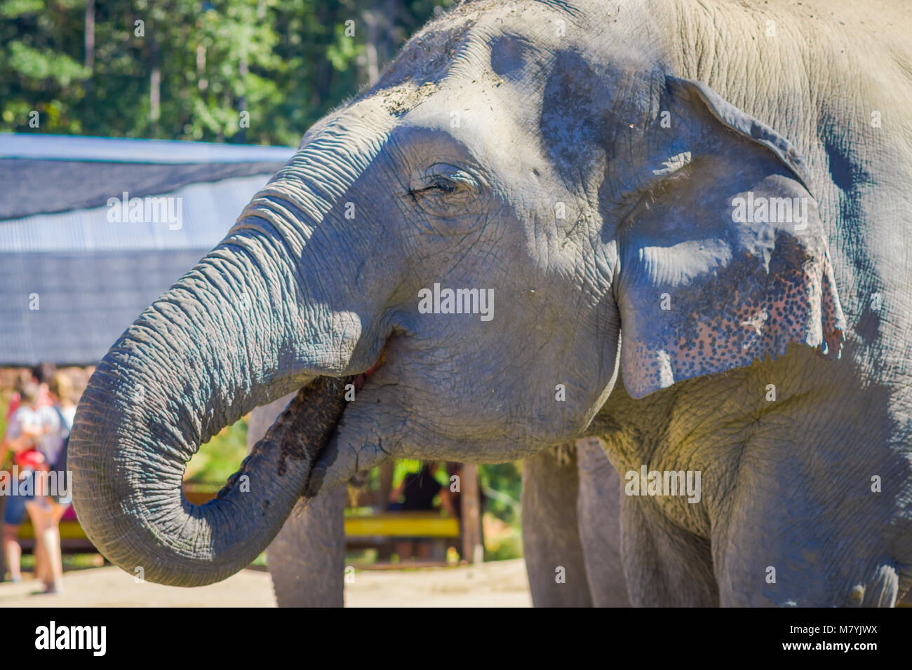 Close up of elephant s head with his trunk inside of the mouth in the ...