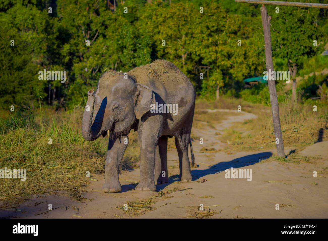 Beautiful outdoor view of happy young elephant walking in the nature ...