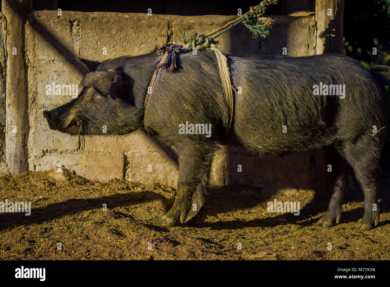 Close up of a black pig at outdoors with a rope aropund of the body, in ...