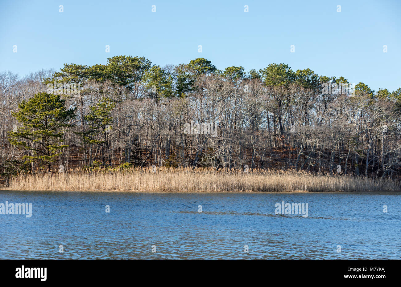 small fresh pond in east hampton, ny Stock Photo - Alamy