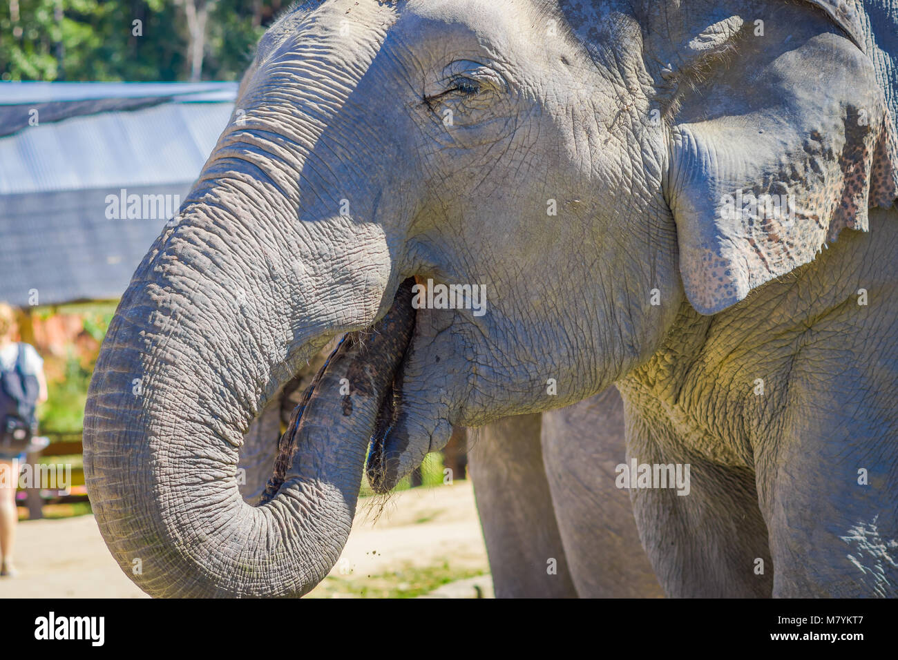 Close up of elephant s head with his trunk inside of the mouth in the ...