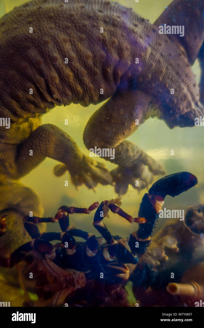 Close up of a gecko inside of whiskey flask, prepared by locals on an ...
