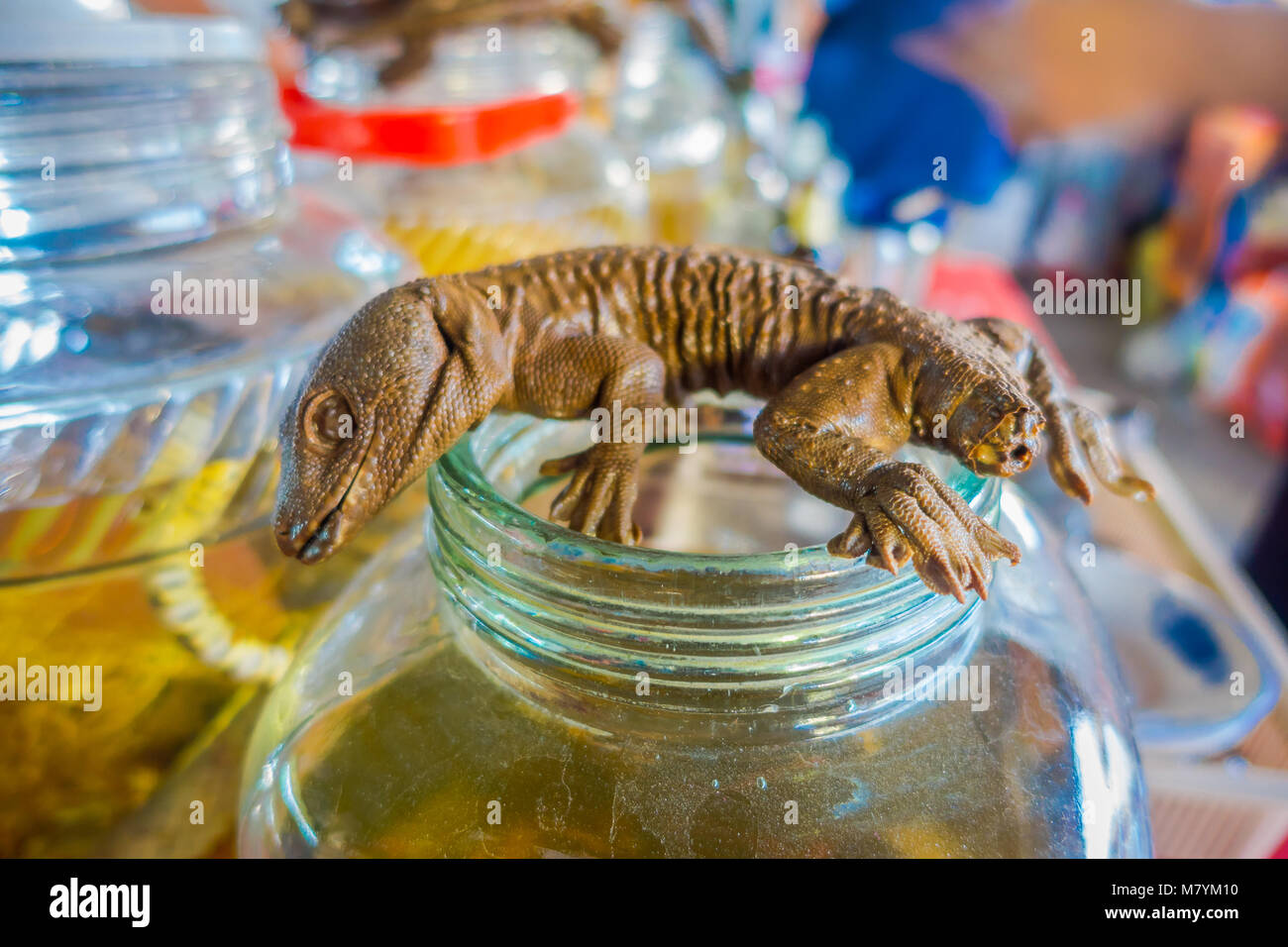 Close up of dead gecko over a whiskey flask, prepared by locals on an ...