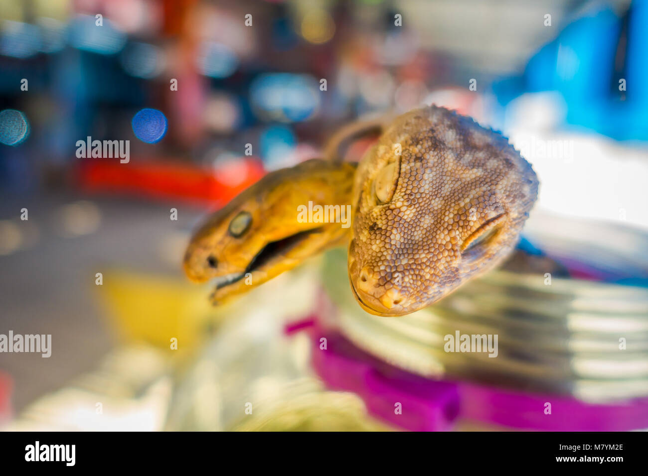 Close up of selective focus of gecko head with a blurred snake behind ...