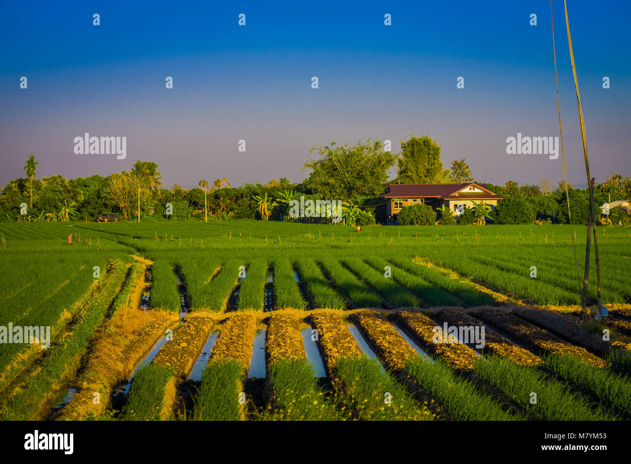 Outdoor view fo fields plantation of rice located at the Golden ...