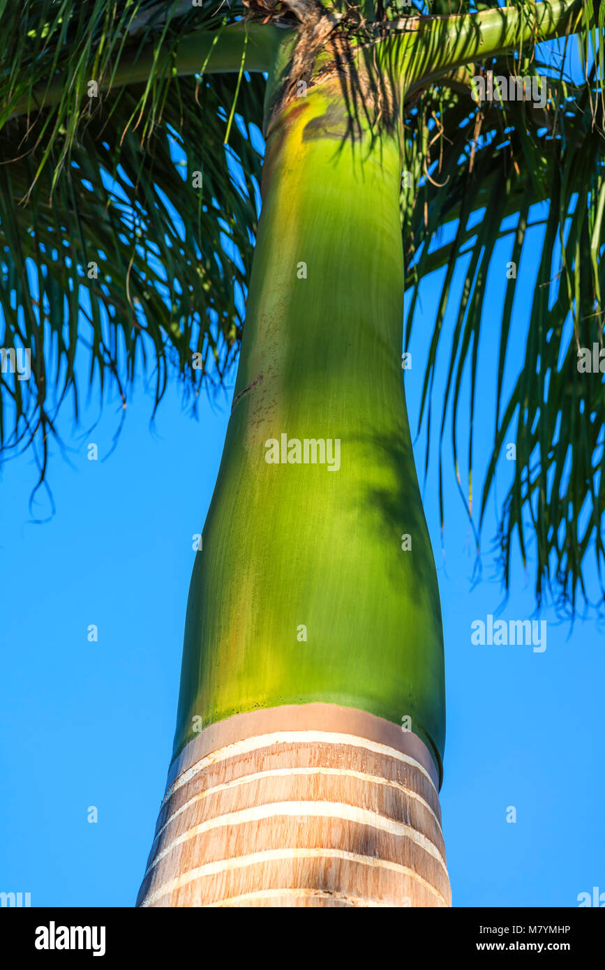 Palm tree trunks up close hi-res stock photography and images - Alamy