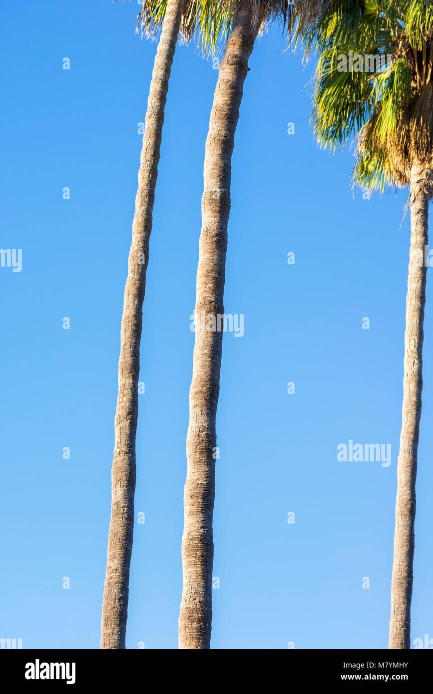 Palm tree trunk and leaves Stock Photo - Alamy