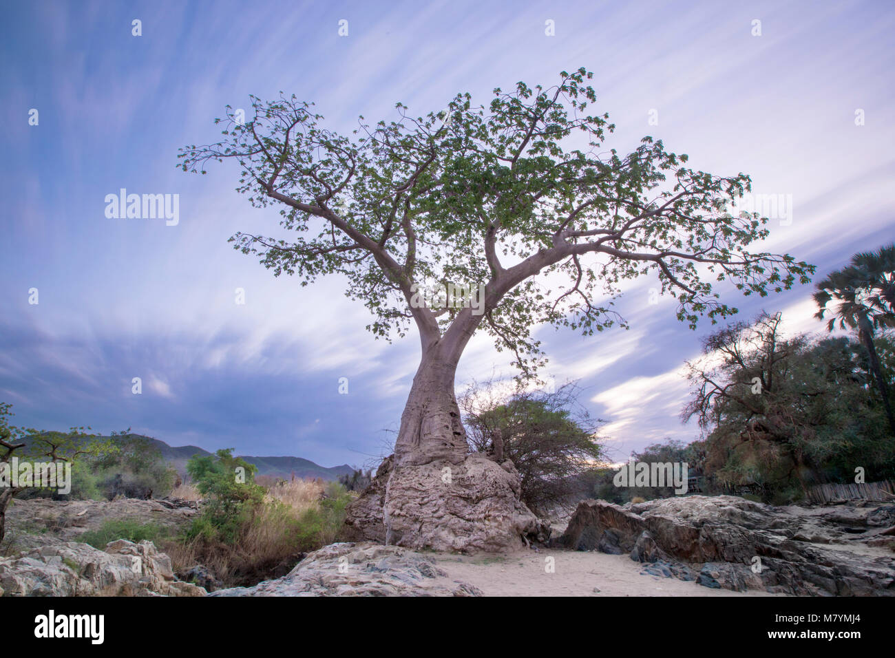 Baobab tree on edge of Epupa Falls Stock Photo - Alamy