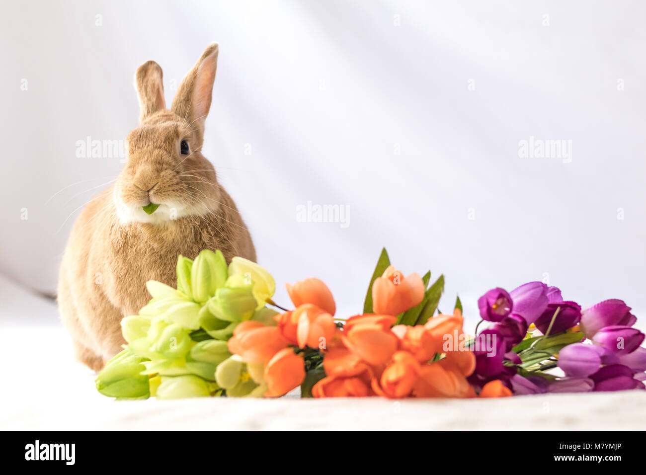 Tan and Rufus colored Easter bunny rabbit makes funny expressions ...