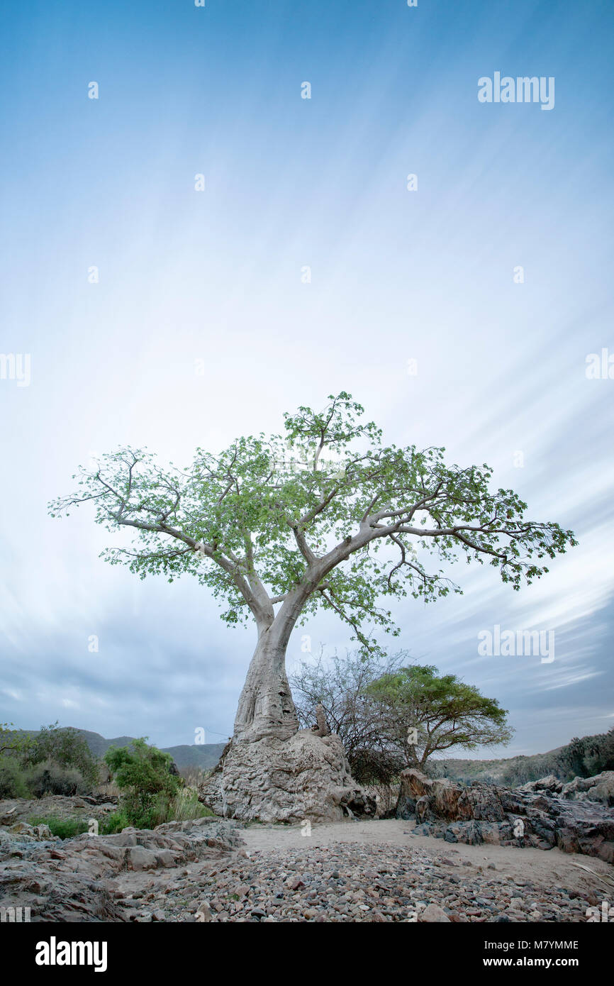 Baobab tree zimbabwe hi-res stock photography and images - Alamy