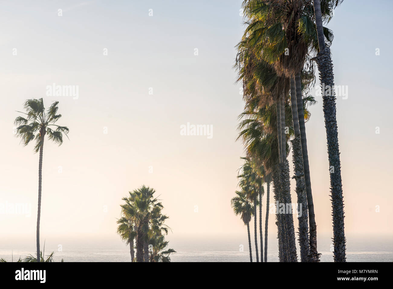 Line of palm trees Stock Photo - Alamy