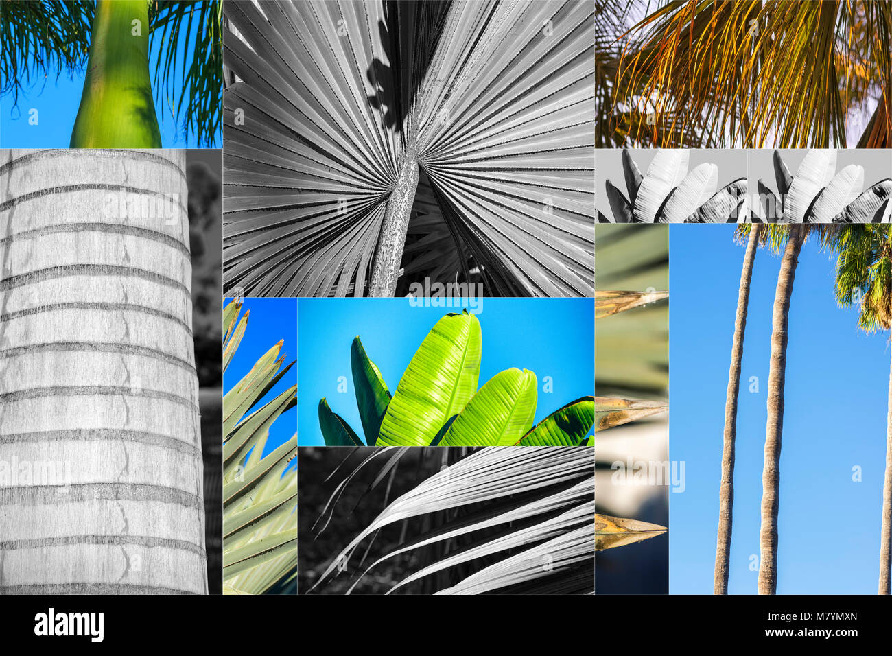 Photo Collage. Palm tree concept Stock Photo - Alamy
