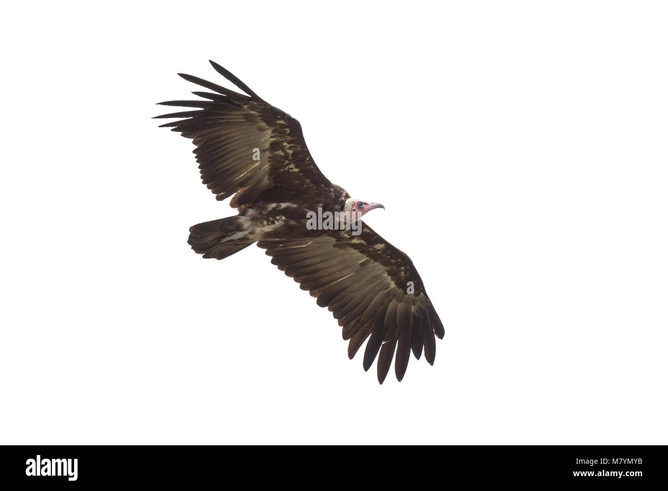 Vulture flying in the sky Stock Photo - Alamy