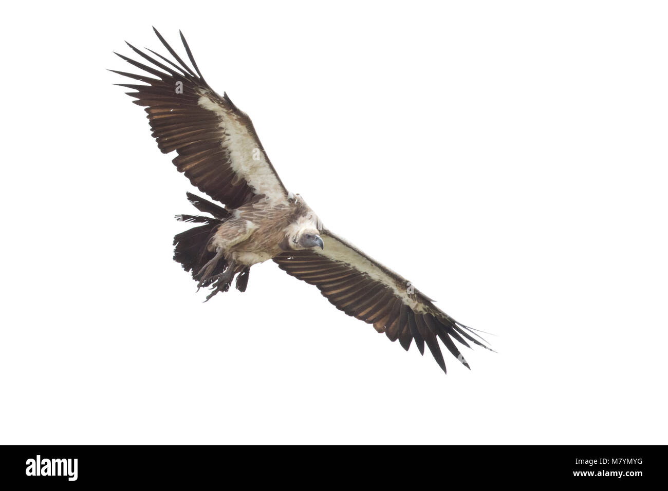 Vulture flying in the sky Stock Photo - Alamy