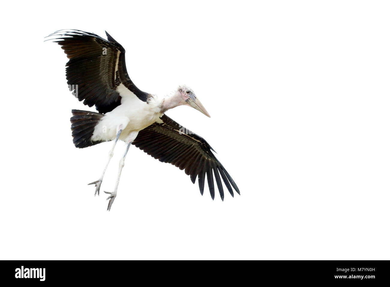 Flying bird white Cut Out Stock Images & Pictures - Alamy