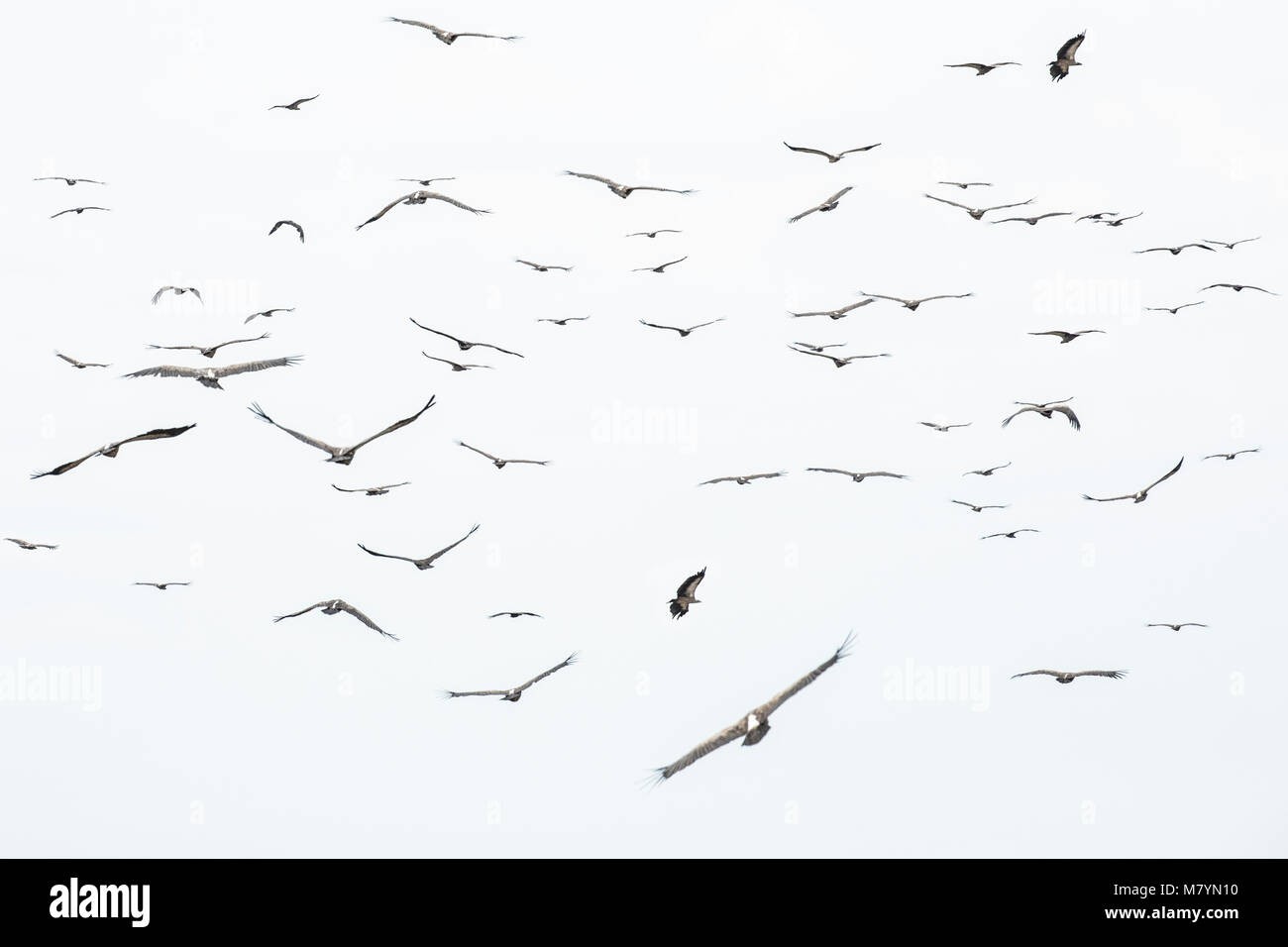 Vulture Flying In The Sky Stock Photo Alamy vulture-flying-in-the-sky-stock-photo-alamy