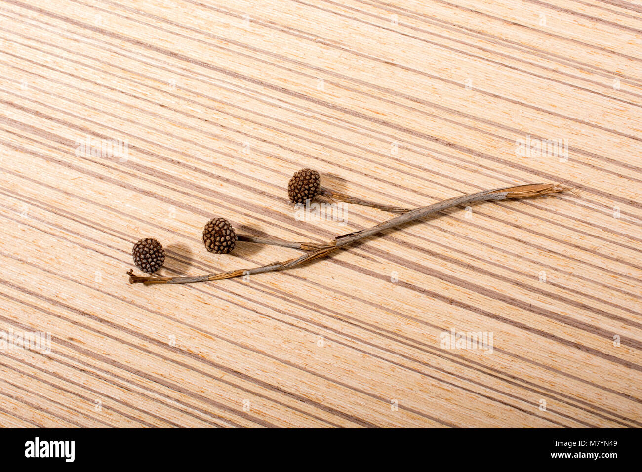 Pod, cone or capsule on a background Stock Photo - Alamy