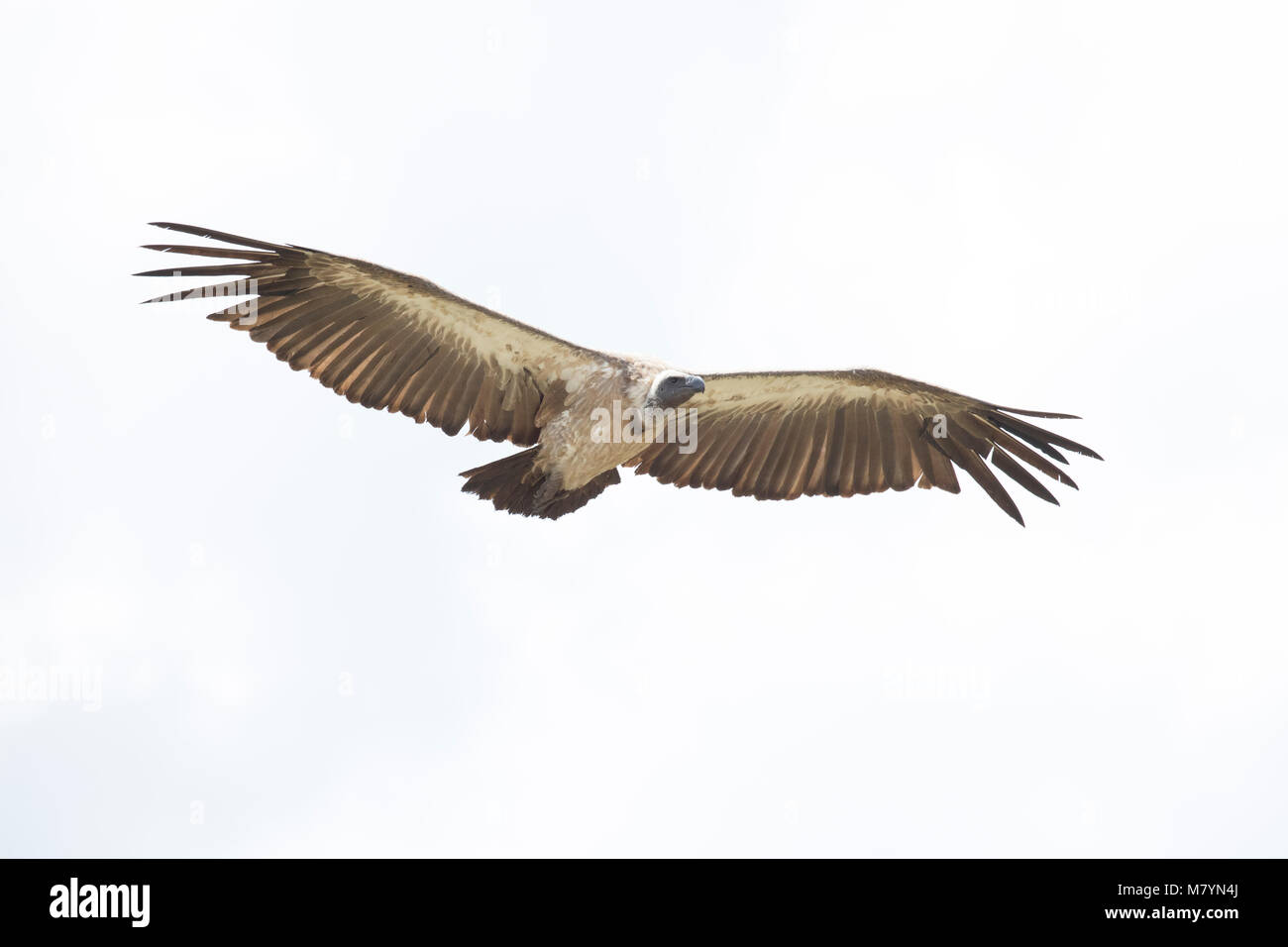 Lappet faced vulture flying hi-res stock photography and images - Alamy