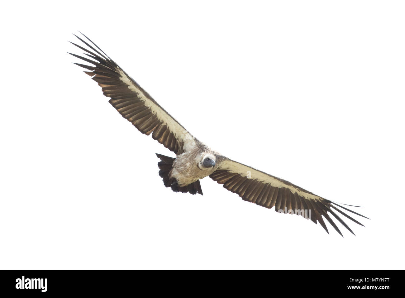 Vulture flying in the sky Stock Photo - Alamy