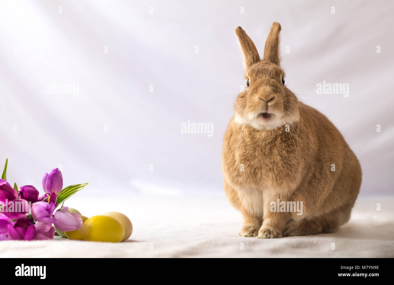 Easter bunny hi-res stock photography and images - Alamy