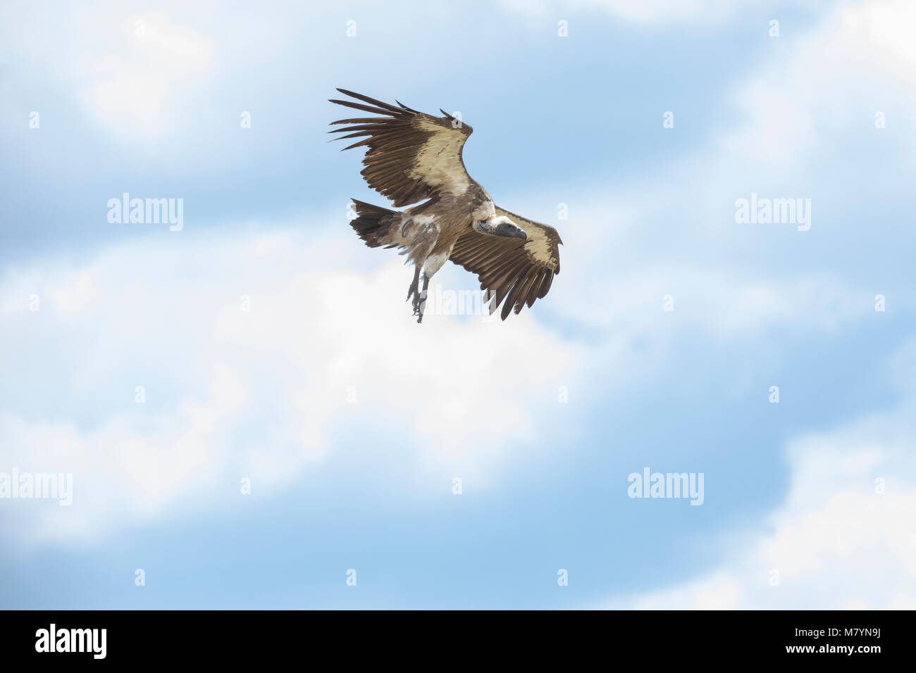 Lappet faced vulture flying hi-res stock photography and images - Alamy