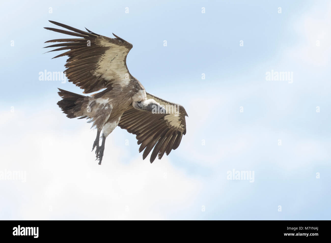 Vulture flying in the sky Stock Photo - Alamy